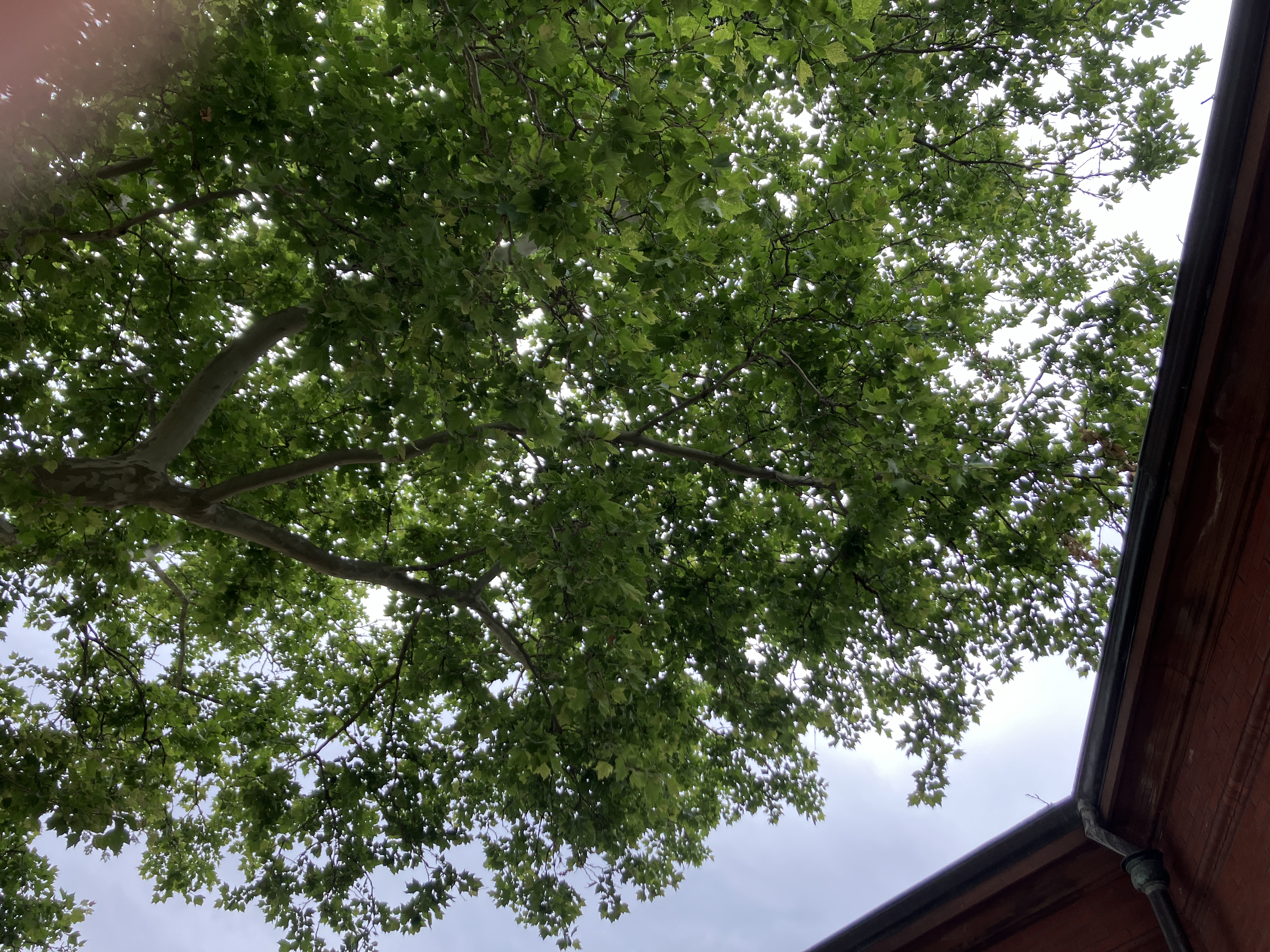 Tree Trimming: Protecting the Roof - Dedham Museum & Archive