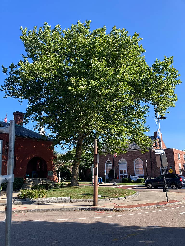 Tree Trimming: Protecting the Roof - Dedham Museum & Archive